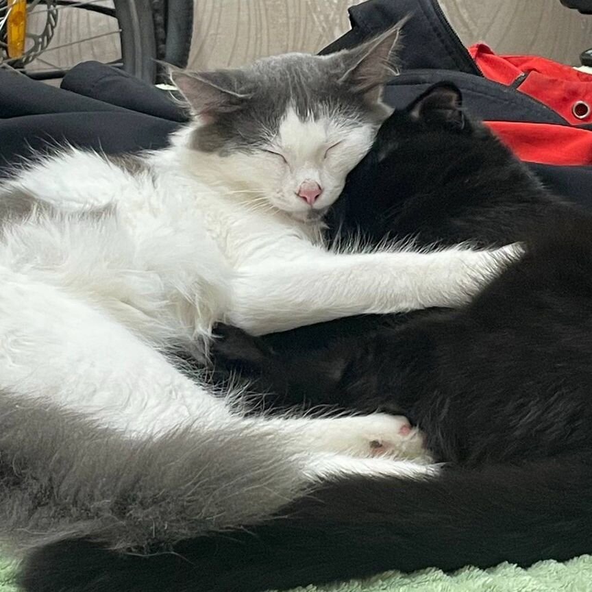 Шотландский вислоухий короткошёрстный котёнок