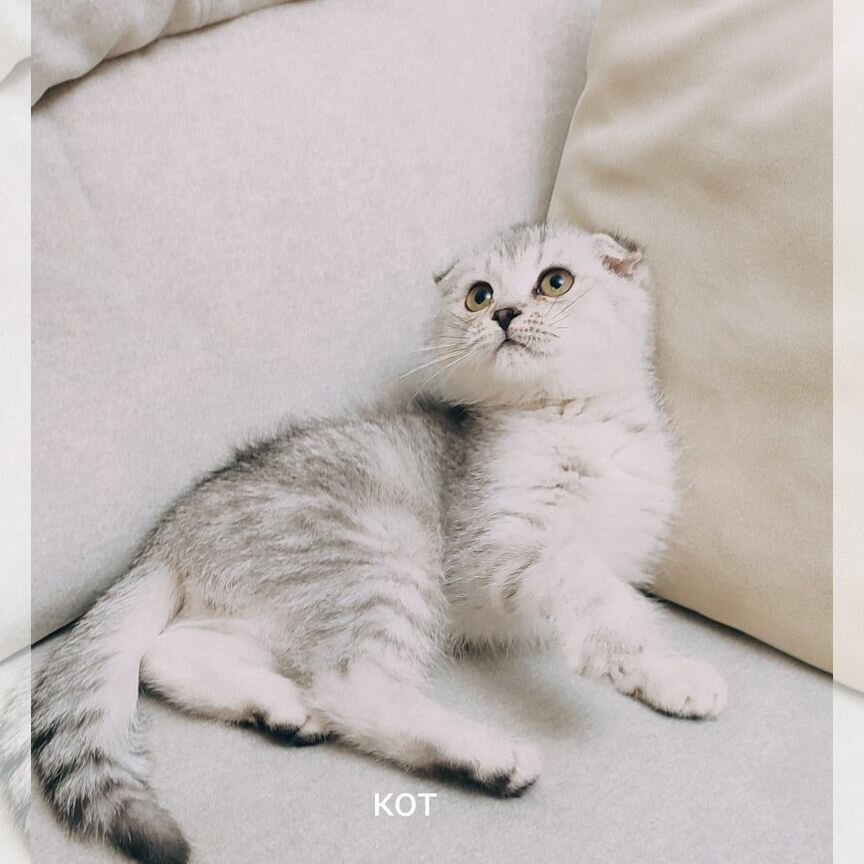 Шотландский вислоухий короткошёрстный котёнок