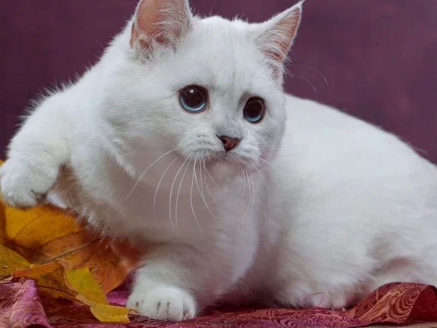 Манчкин, шиншилла