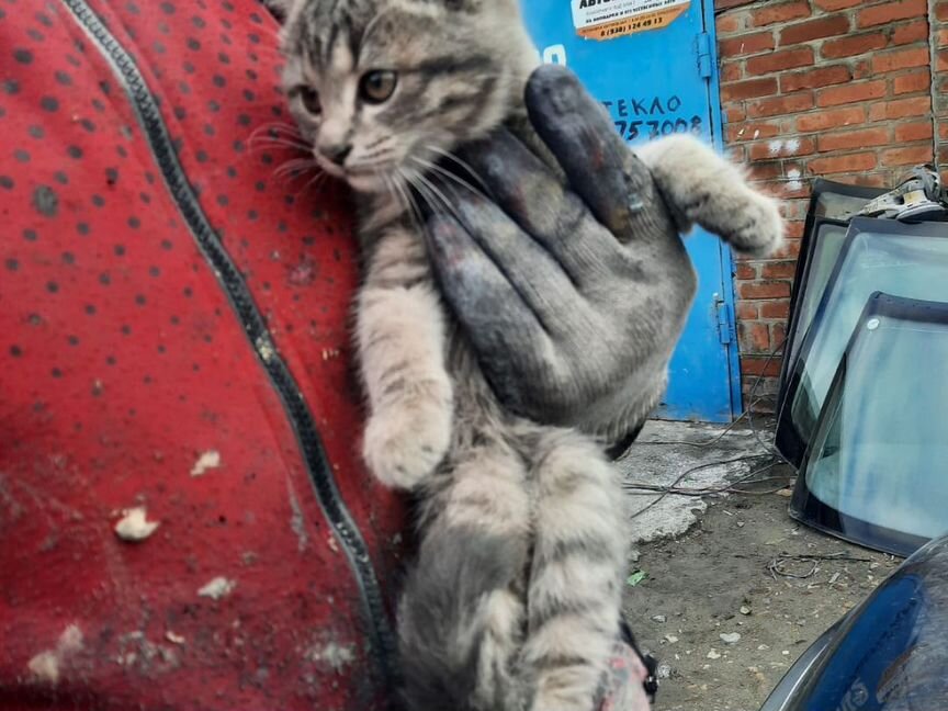 Котик 3,5 месяца