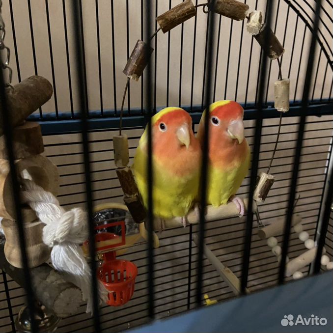 Попугай неразлучник + 4 птенчика 2 недели