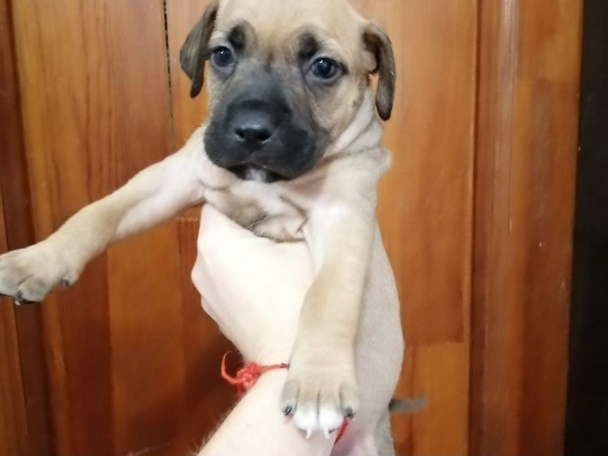 Щенки стаффордширского терьера