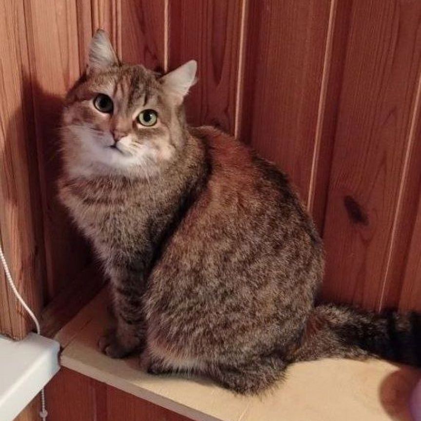 Машенька ищет дом