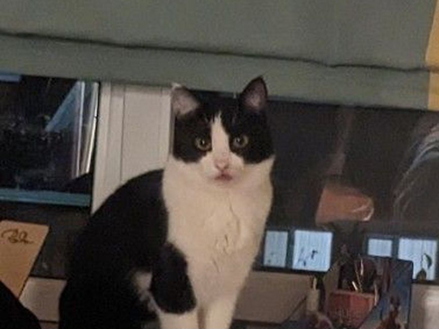 Котик бесплатно