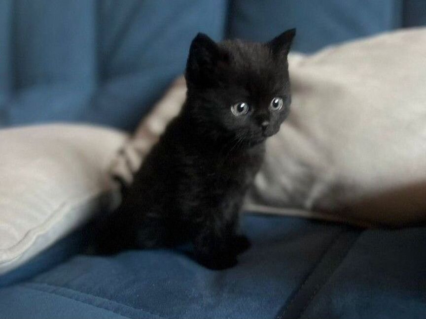 Шотландский котенок девочка