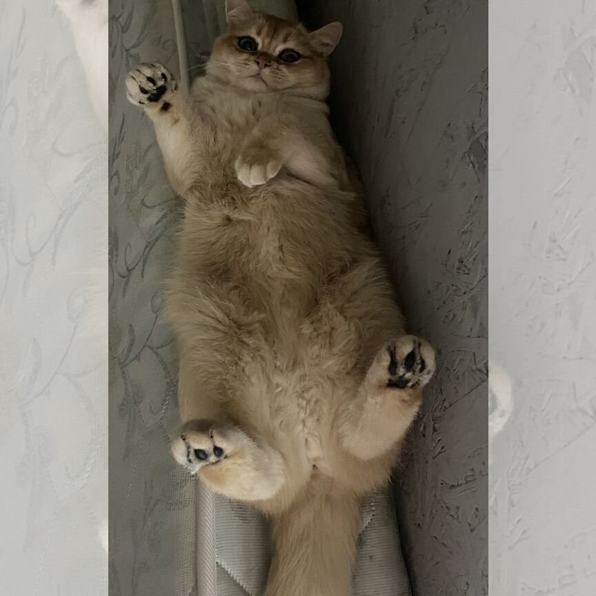 Британская короткошёрстная кошка, взрослая