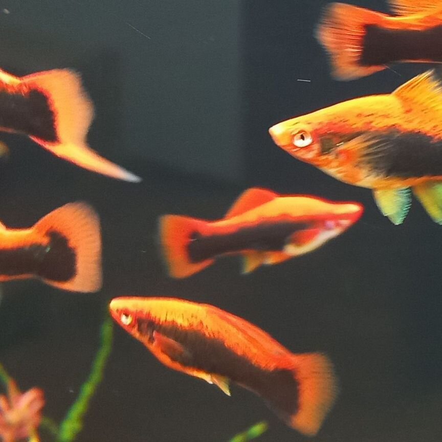 Меченосцы тукседо