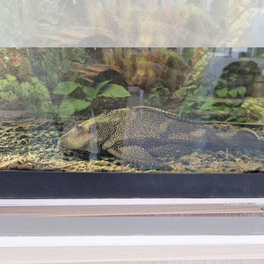 Порчовый сом