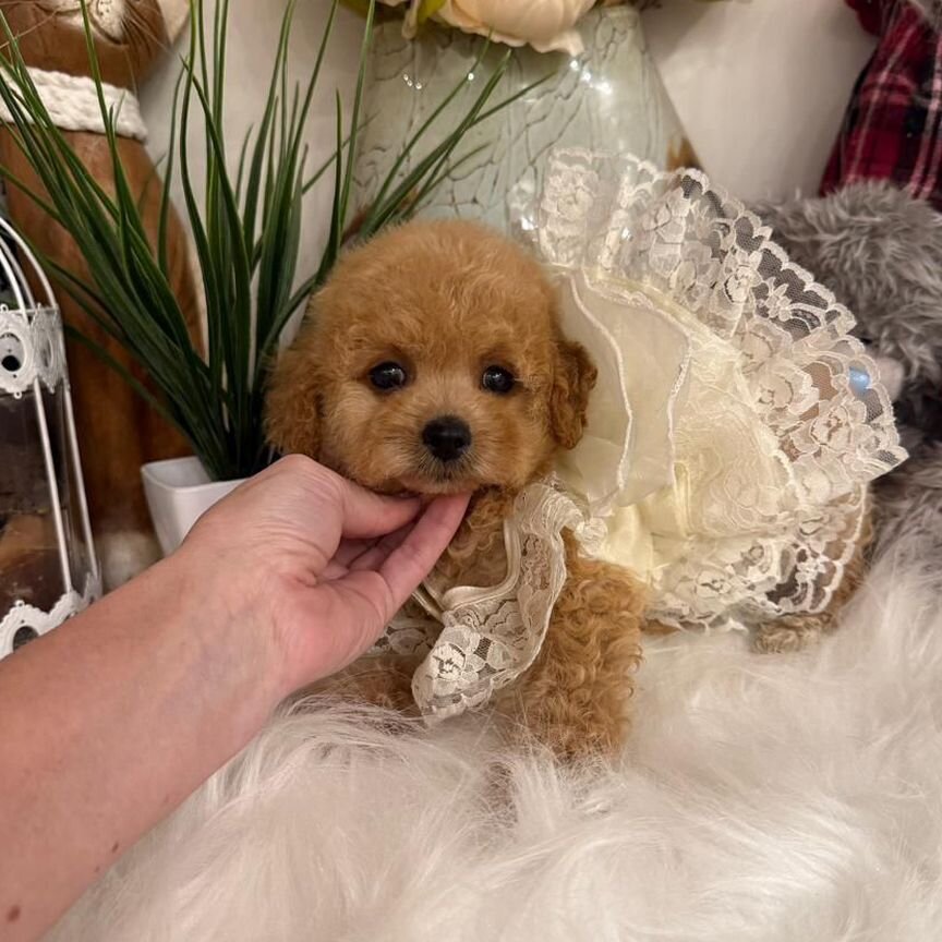 Мальтипу, щенок