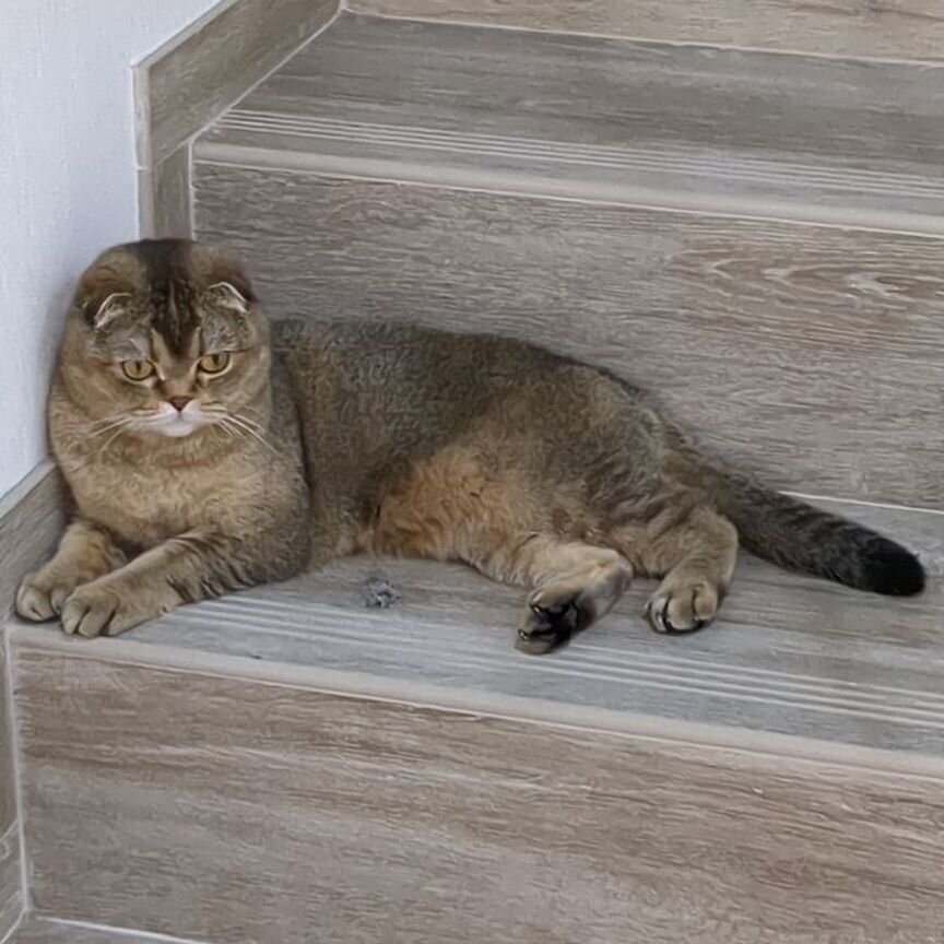 Отдам кошку в добрые руки