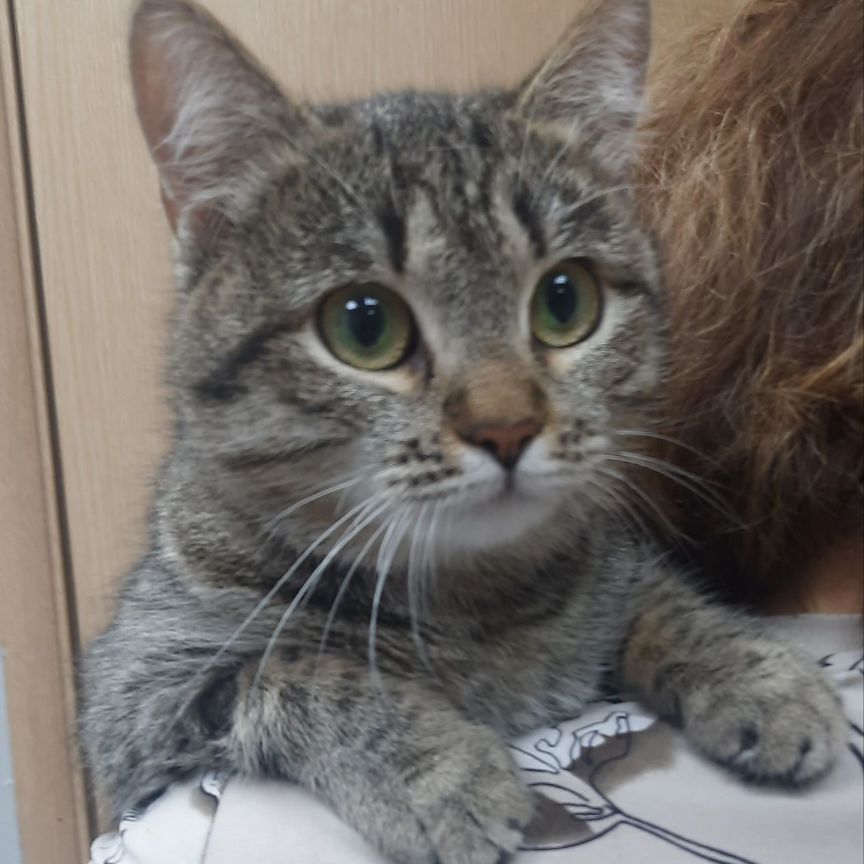 Кошка