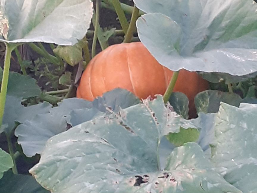 Тыква кормовая