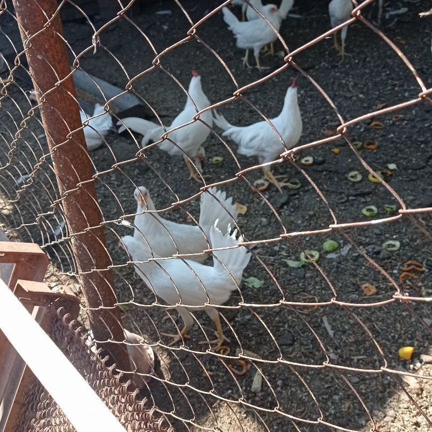 Куры молодки несушки