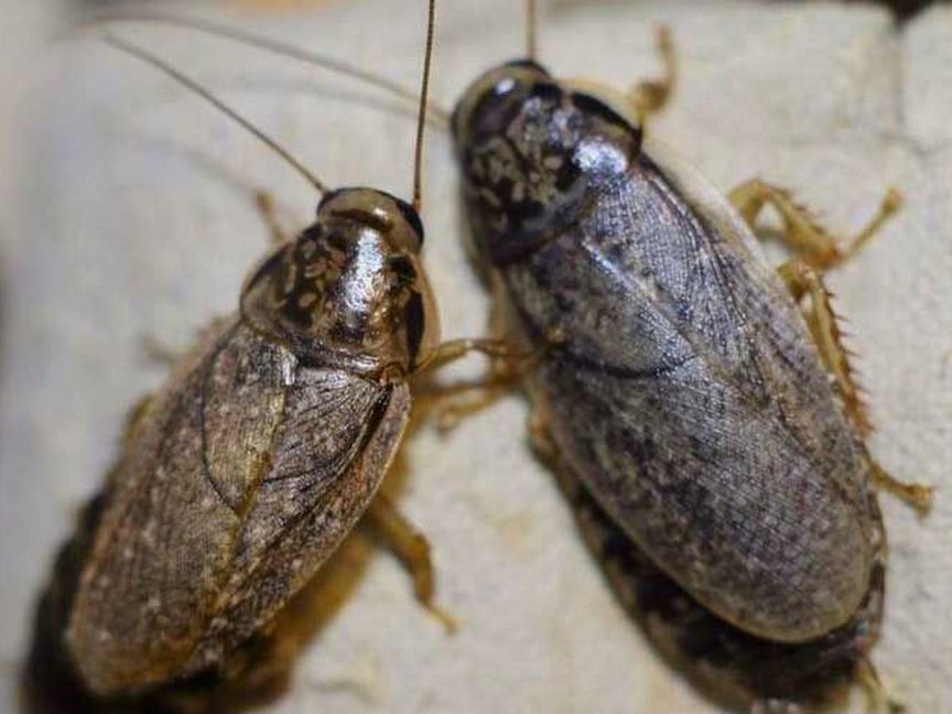 Мраморный таракан