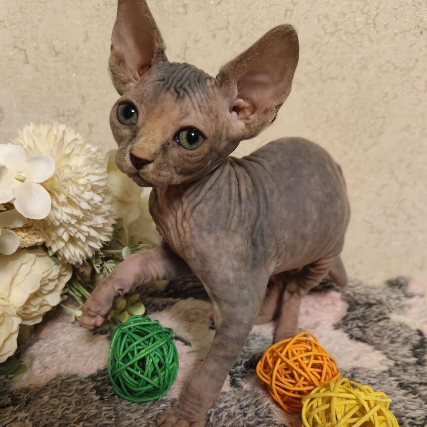 Канадский сфинкс котёнок