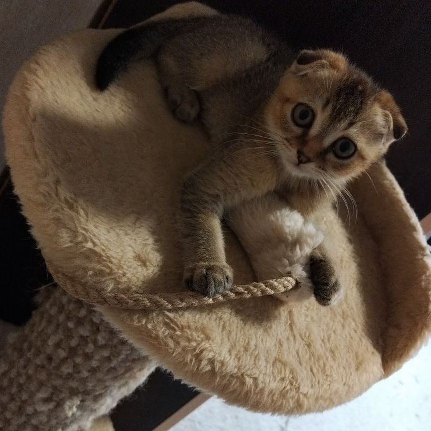 Шотландский красавчик мальчик