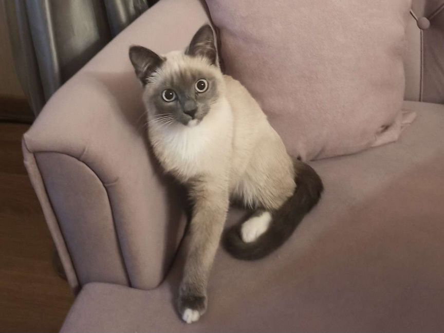 Котёнок рэгдолл (тряпичная кукла) бесплатно