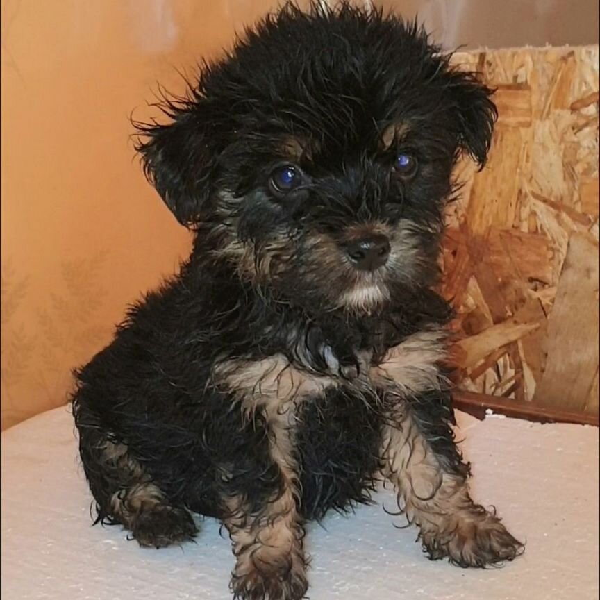 Йоркширский терьер