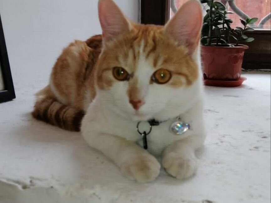 Кошка в дар бесплатно