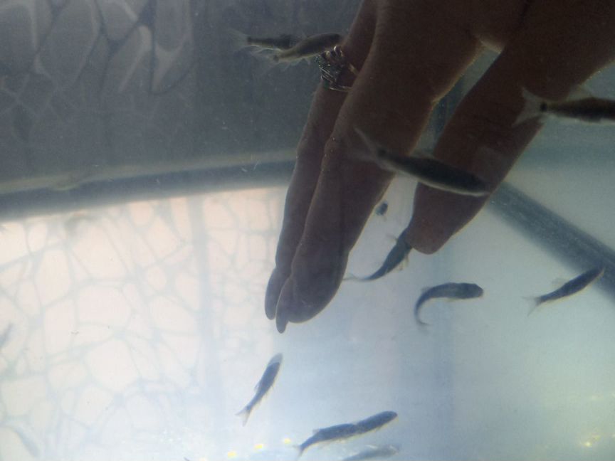 Рыбки гарра руфа