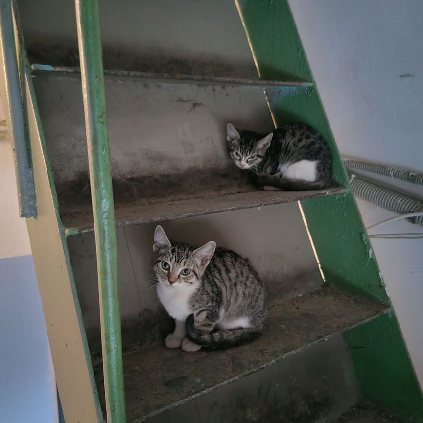 Два славных малыша ищут родителей