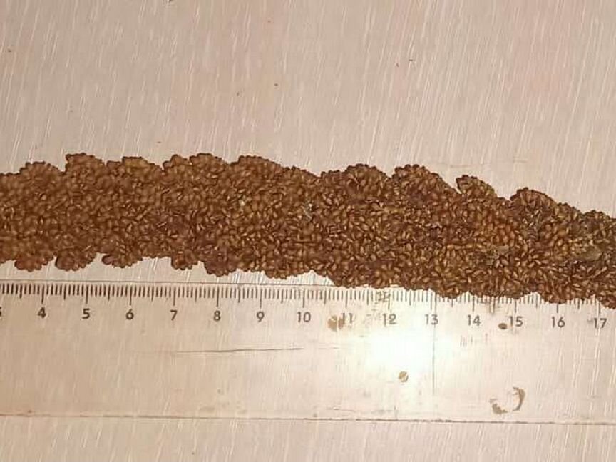 Чумиза - лакомство для птиц