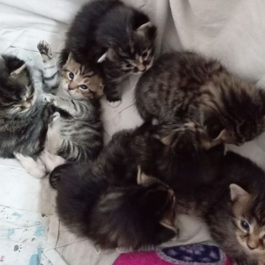 Отдам породистых котят