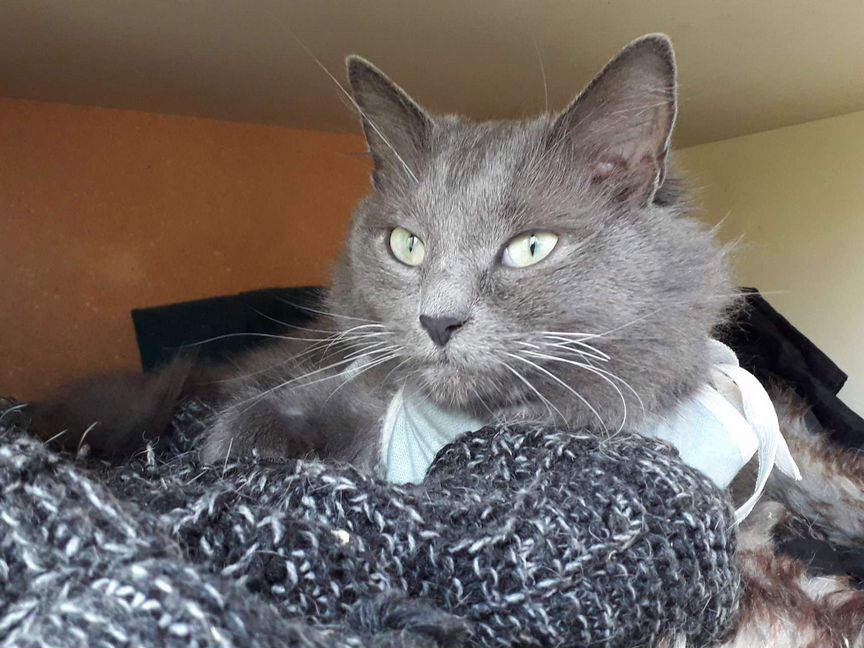 Кошка метис в добрые руки