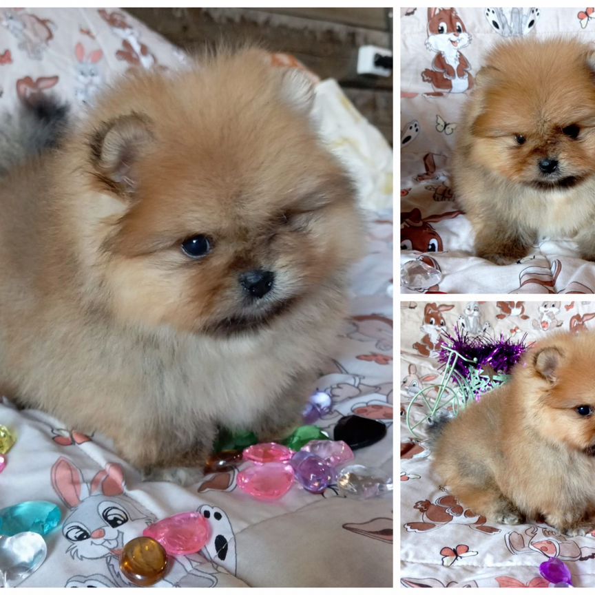 Щенки шпица