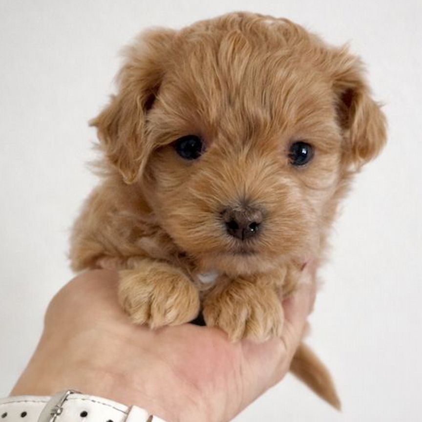 Мальтипу, щенок