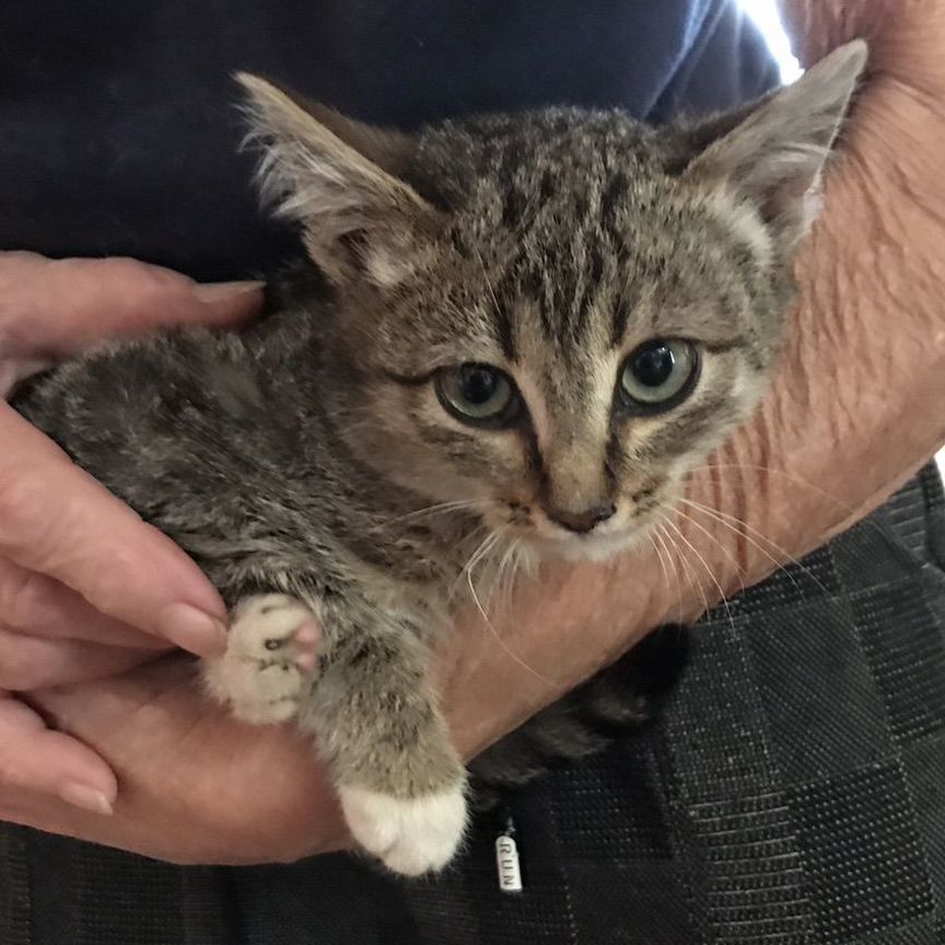 Котёнок в добрые руки