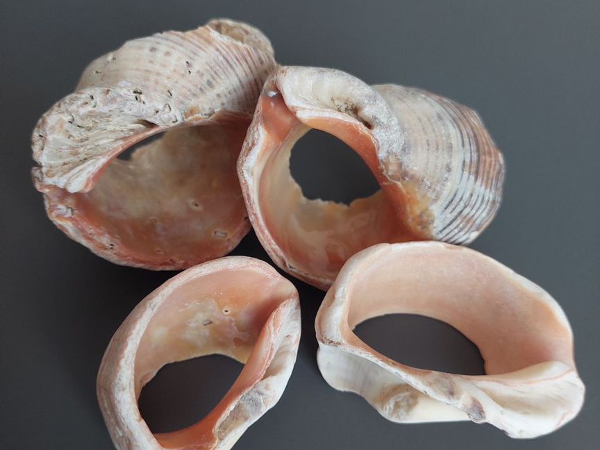 Морские ракушки раковины рапана, кольца