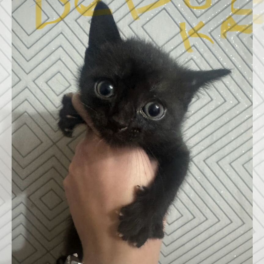 Котёнок в добрые руки