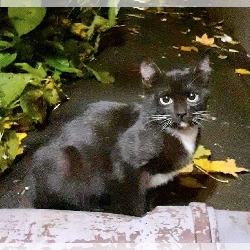 Котенок-девочка черно-белого окраса, 4-5 месяцев