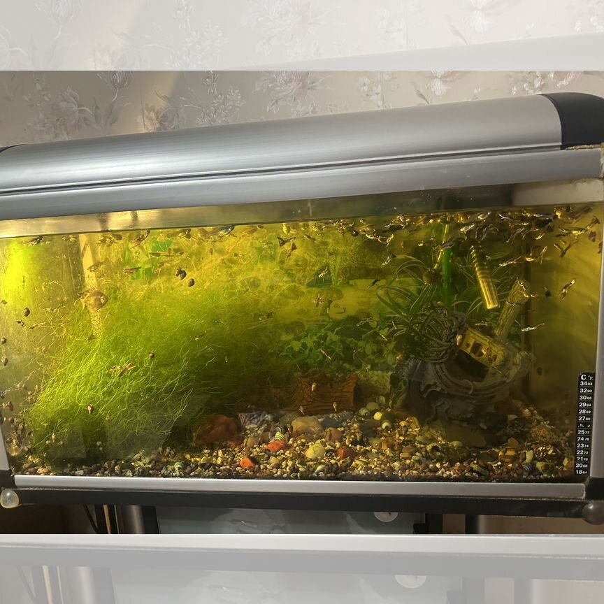 Аквариум с рыбками