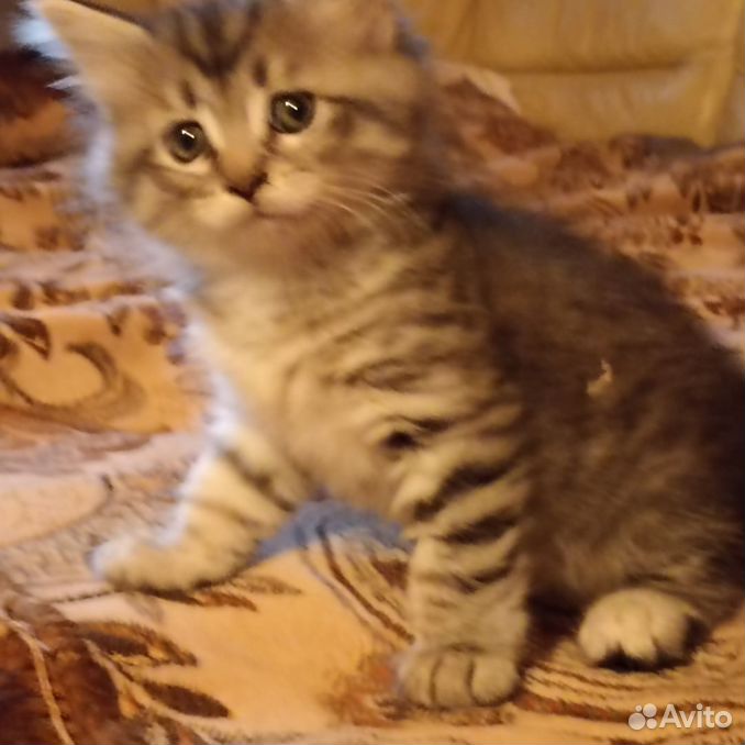 Чудесного котенка в заботливые руки,отдам
