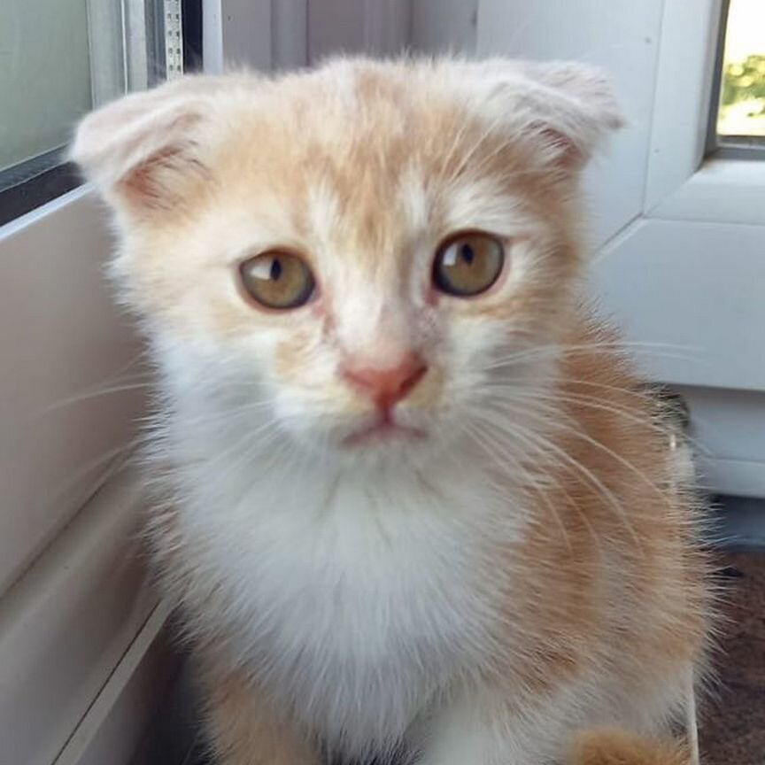 Рыжик вислоушка в дар