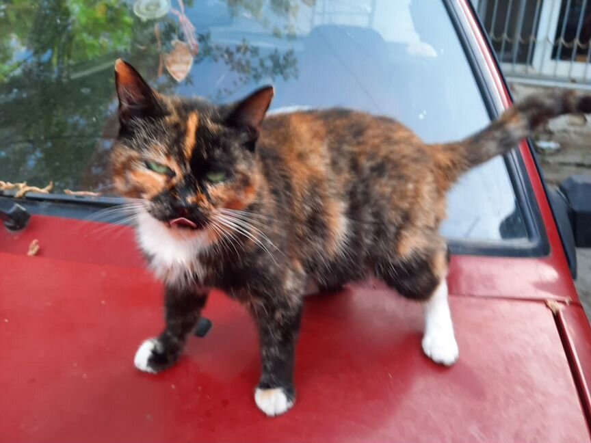 Пристрой домашних кошек