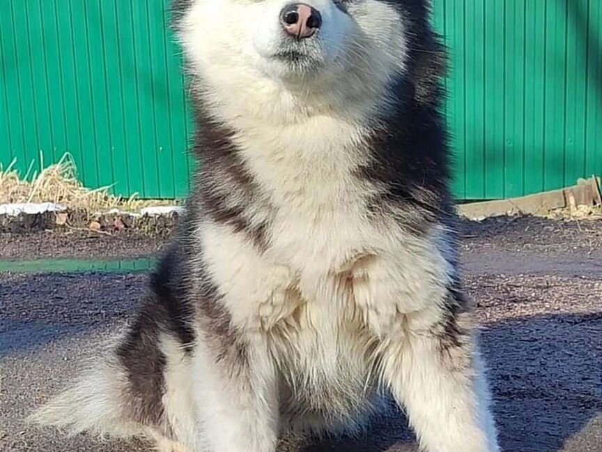 Девочка Помски