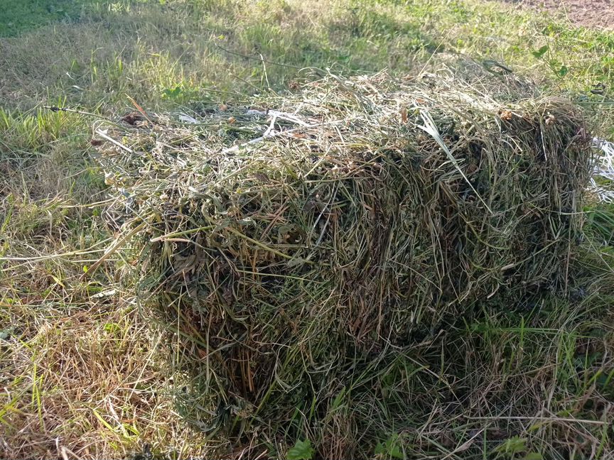 Сено для кроликов