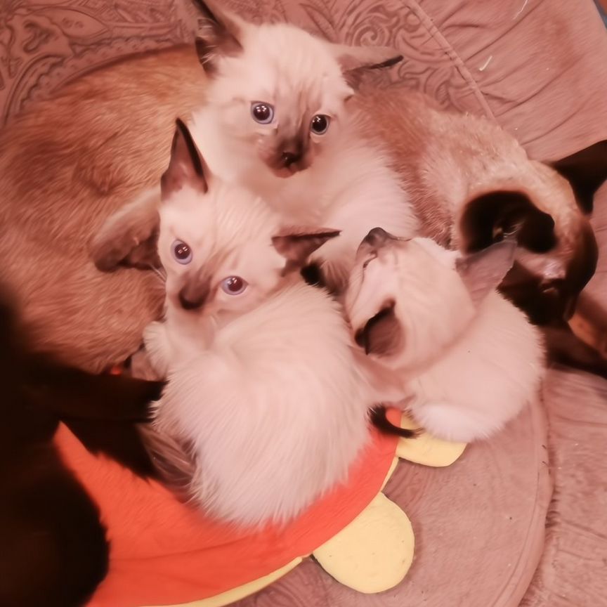 Тайский котёнок