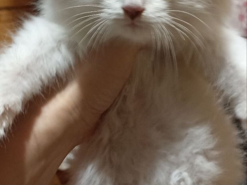 Котенок девочка