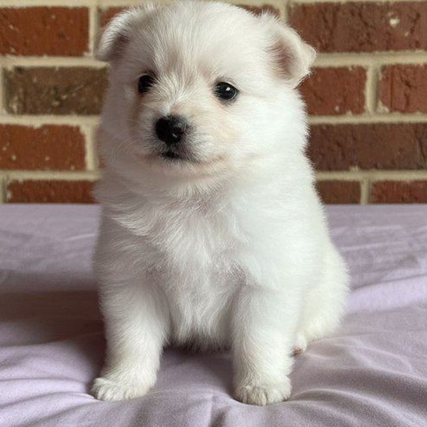 Померанский шпиц, щенок