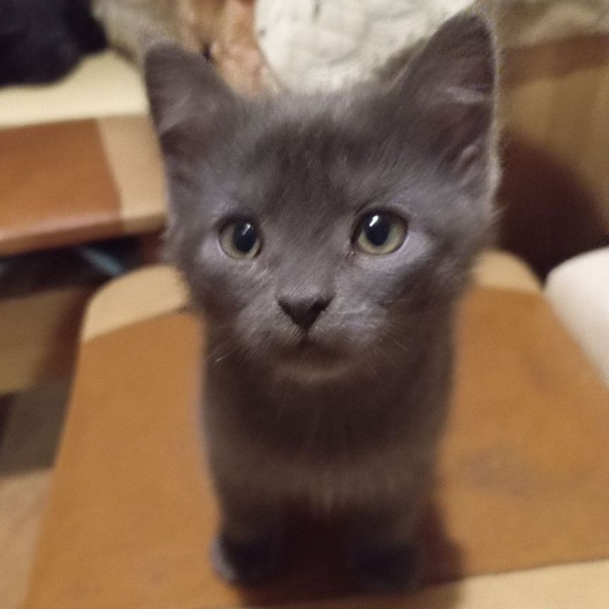 Котёнок от частного владельца