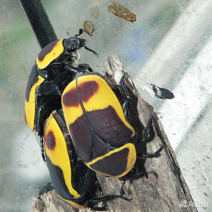 Жук - конголезская бронзовка (Pachnoda marginata)