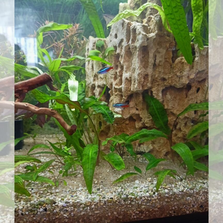 Аквариумное растение