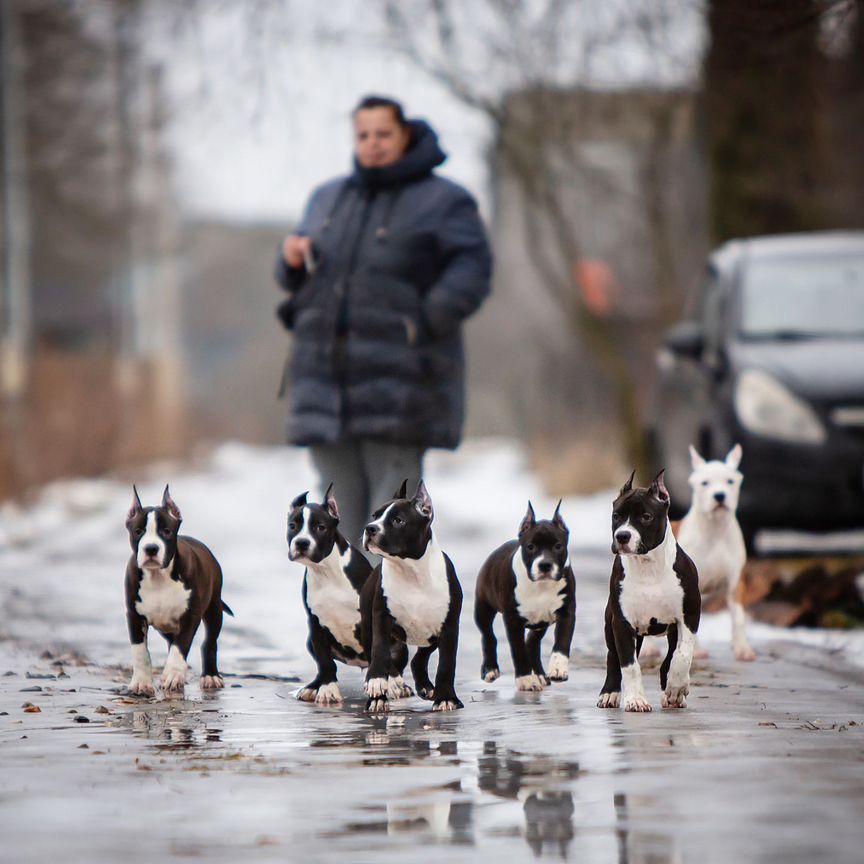 Стаффордширский терьер щенки