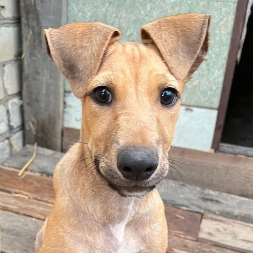 Собака в добрые руки