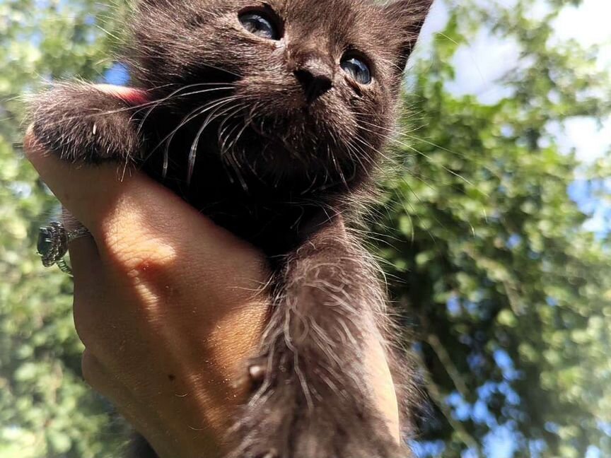 Котята