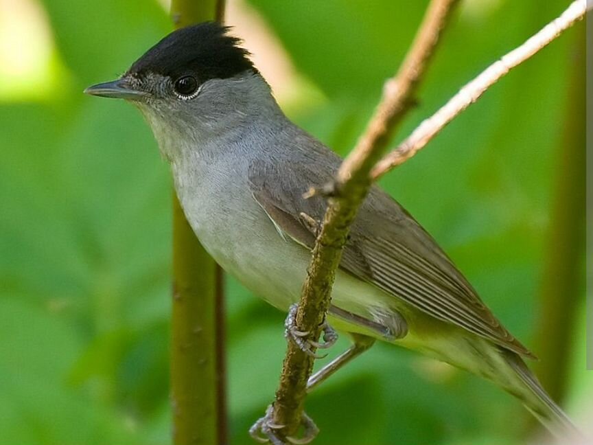 Черноголовая славка